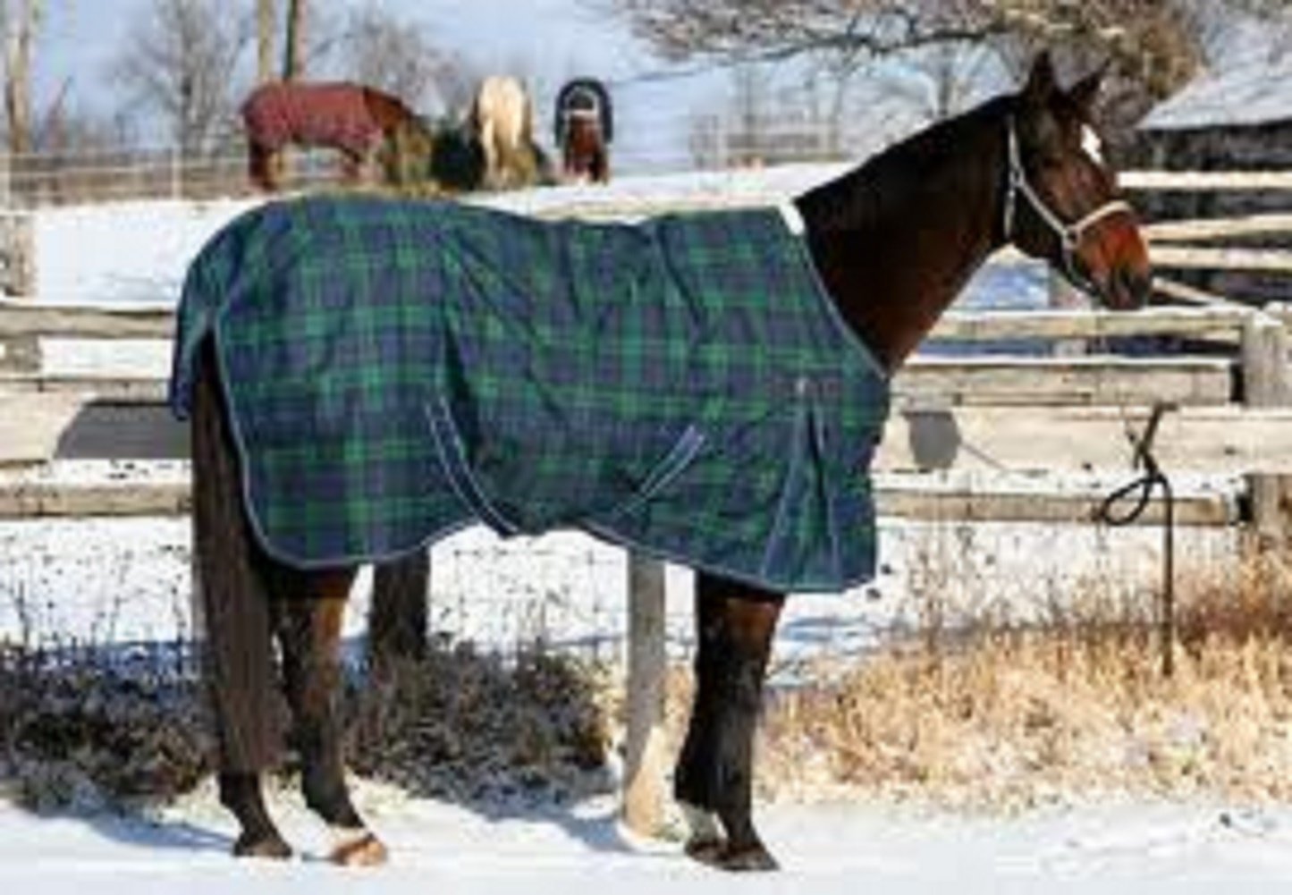 Orican Turnout Sheet – Saddles N' Stuff